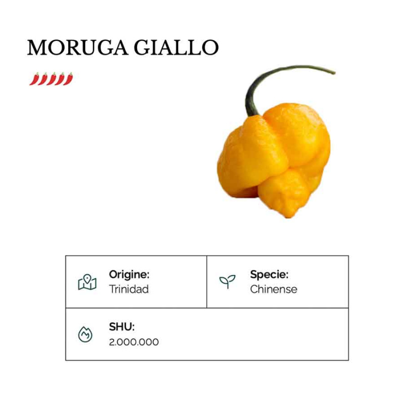 Mr Pic Poudre de Piment Moruga Jaune 15 gr